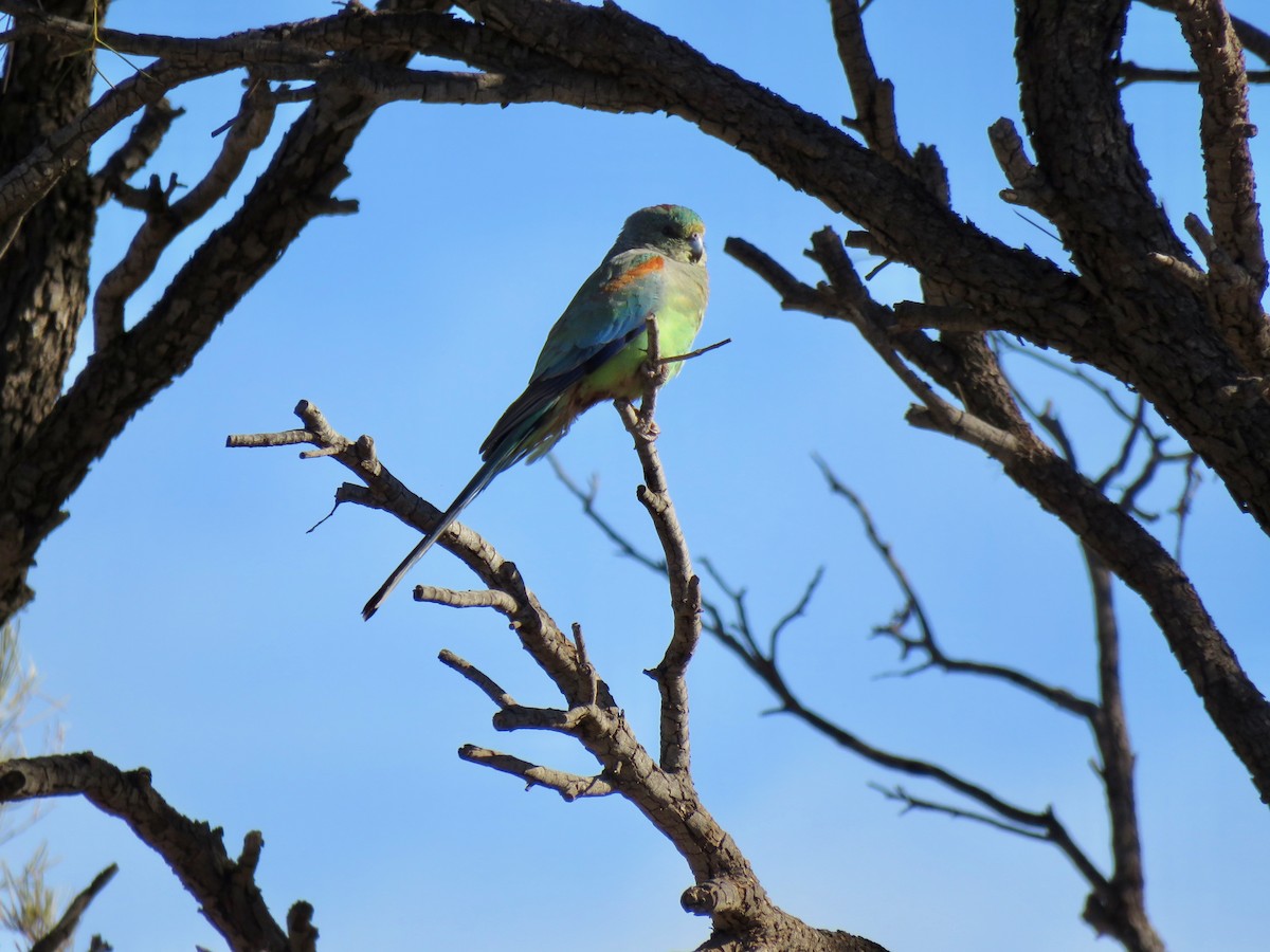 eBird Checklist - 30 May 2021 - Whyalla Conservation Park--Wild Dog ...