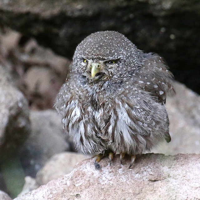 Baby Pygmy Owl
