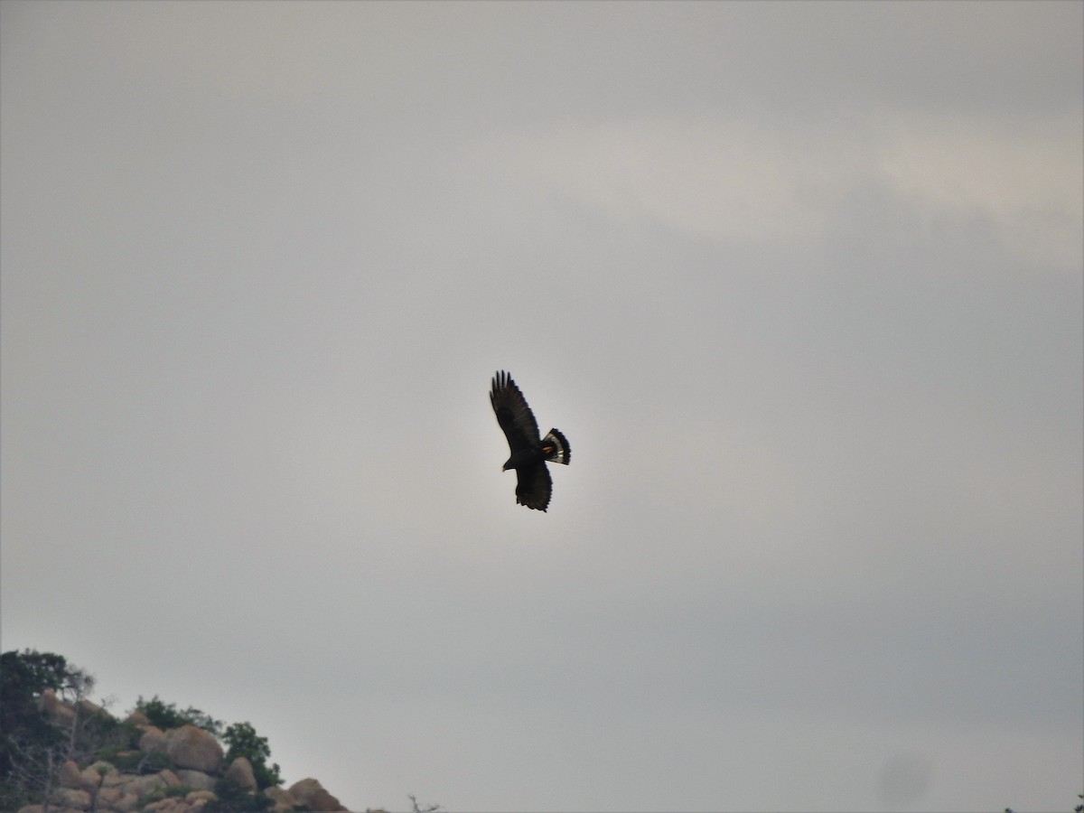 eBird Checklist - 30 May 2021 - Wichita Mountains Wildlife Refuge - 1 ...