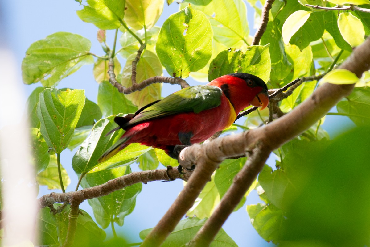 Yellow-bibbed Lory - Lorius chlorocercus - Birds of the World
