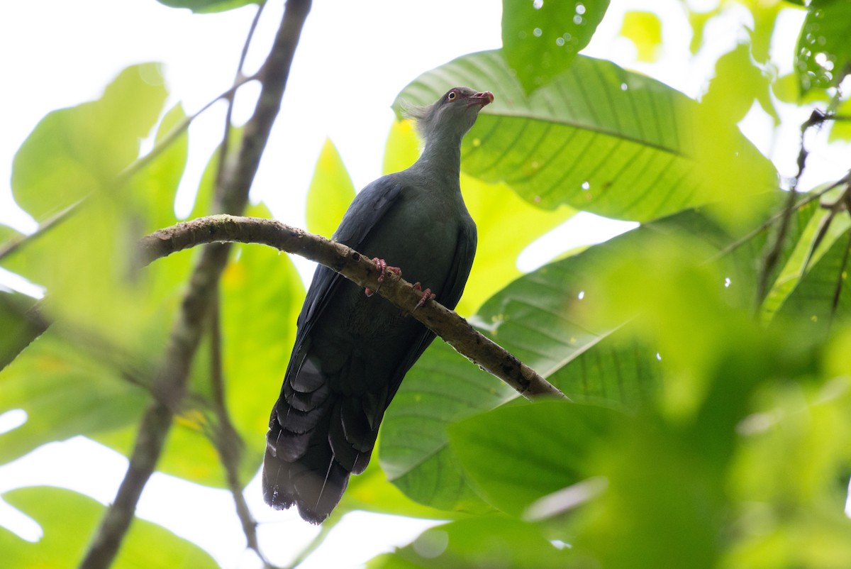 Crested Cuckoo-Dove - Reinwardtoena crassirostris - Birds of the World