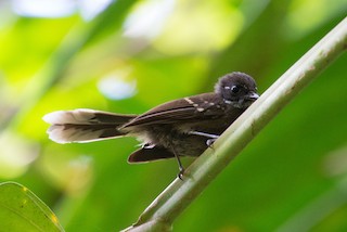 Dusky Fantail - Rhipidura tenebrosa - Birds of the World