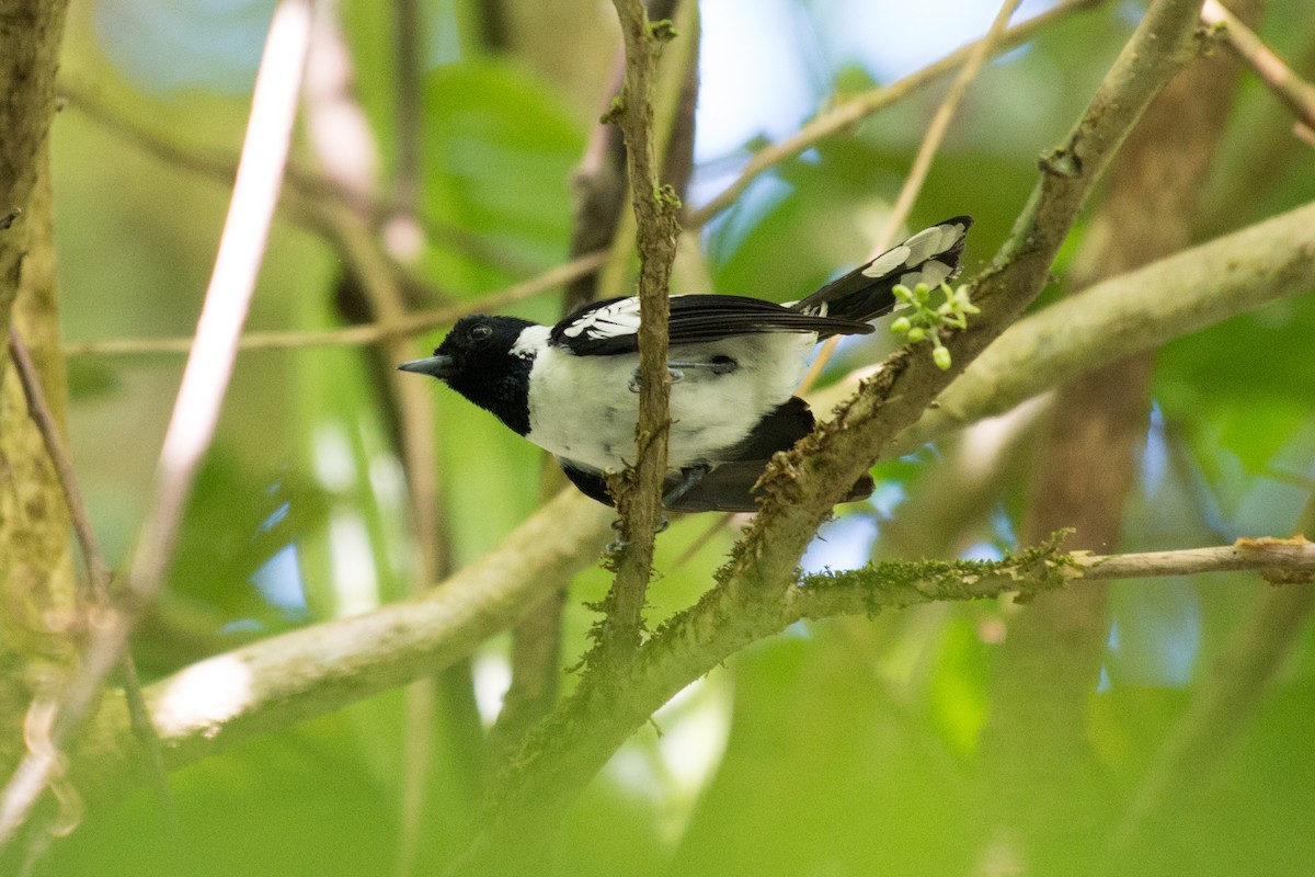 White-collared Monarch - Symposiachrus vidua - Birds of the World