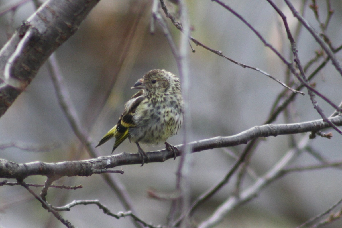 Red Crossbill x Pine Siskin (hybrid) - eBird