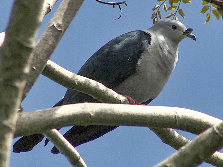Polynesian Imperial-Pigeon - eBird