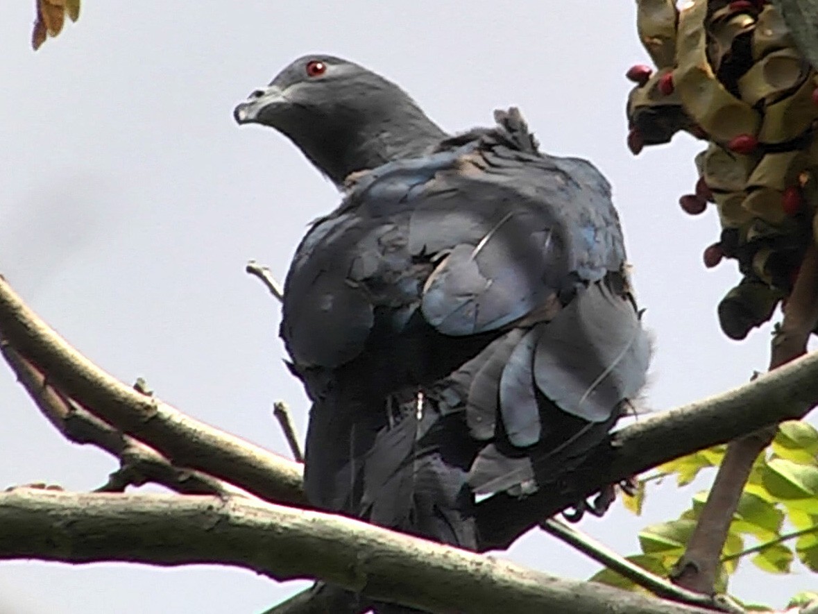 Polynesian Imperial-Pigeon - eBird