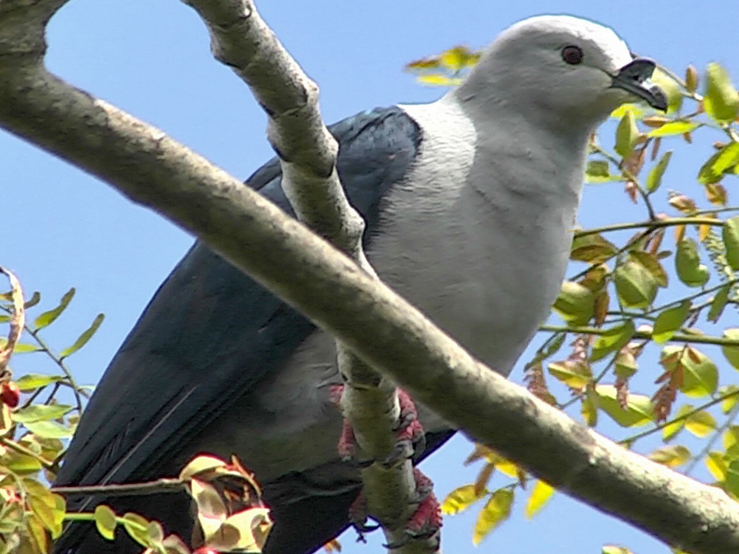 Polynesian Imperial-Pigeon - eBird