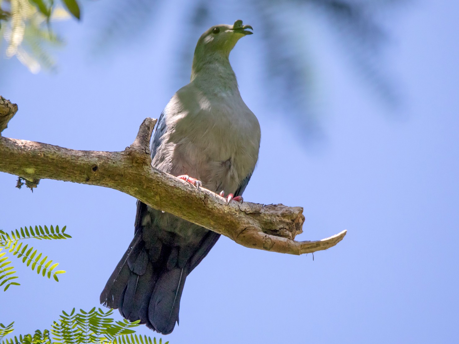Polynesian Imperial-Pigeon - eBird