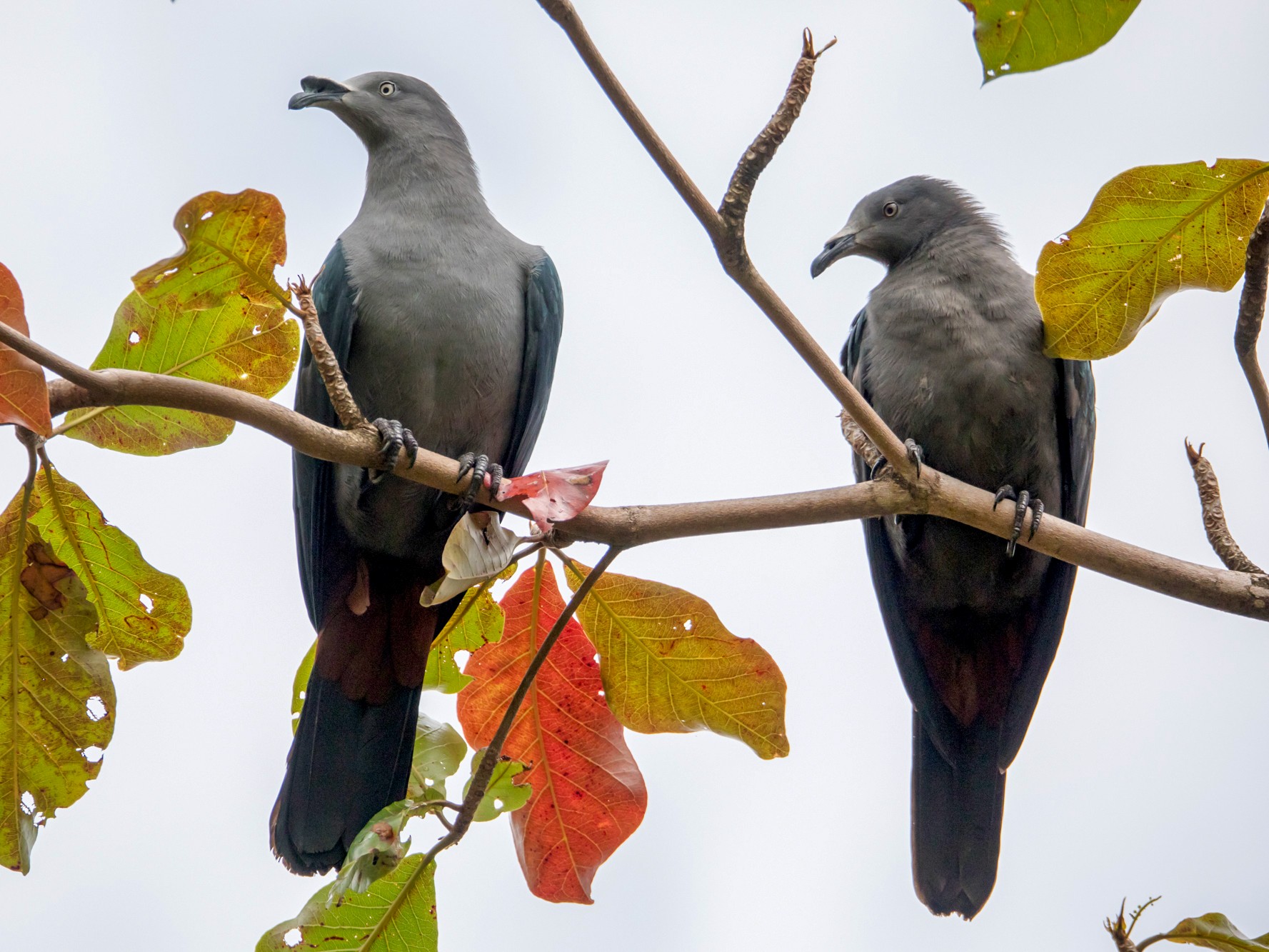 Marquesas Imperial-Pigeon - eBird