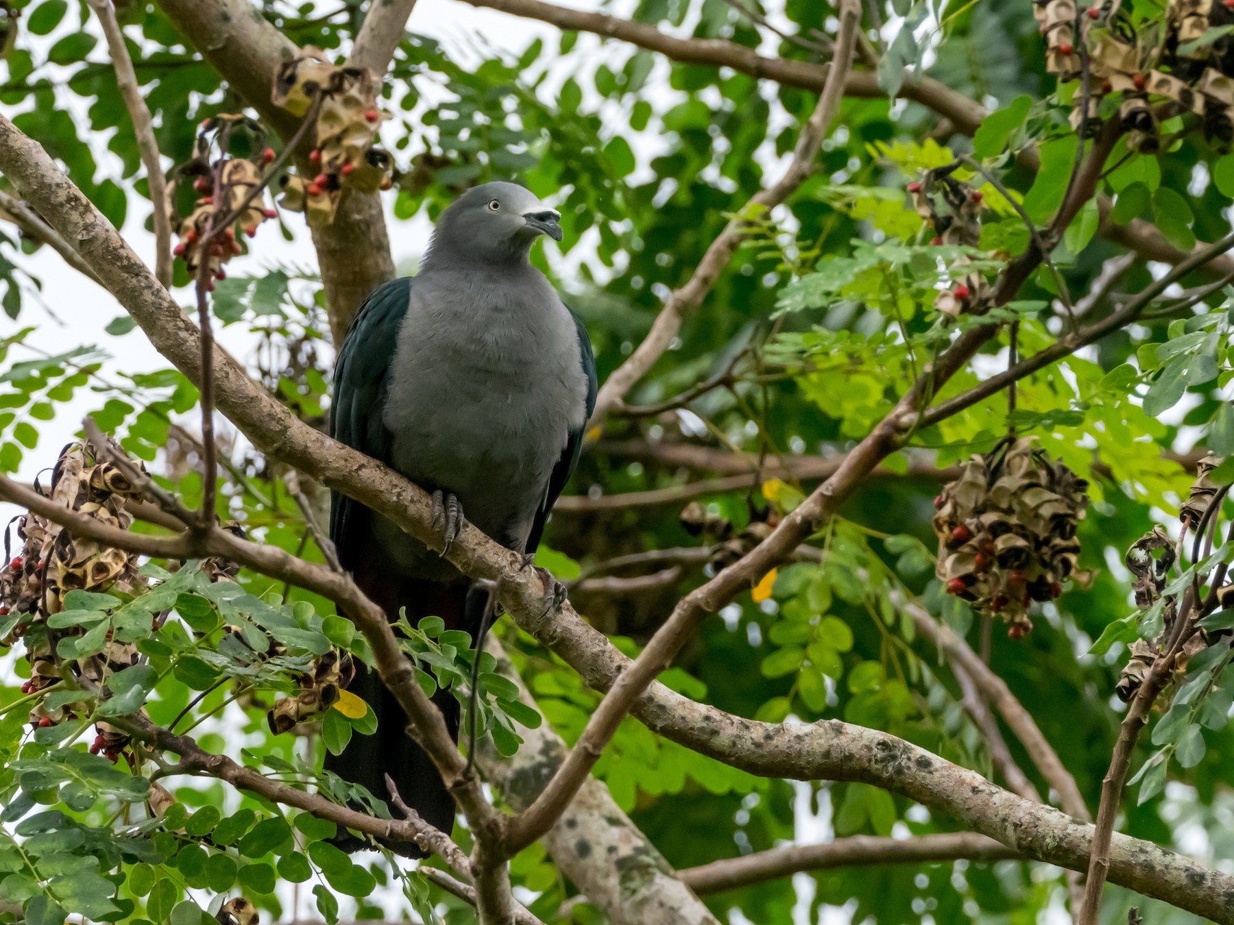 Dúcula de las Marquesas - eBird