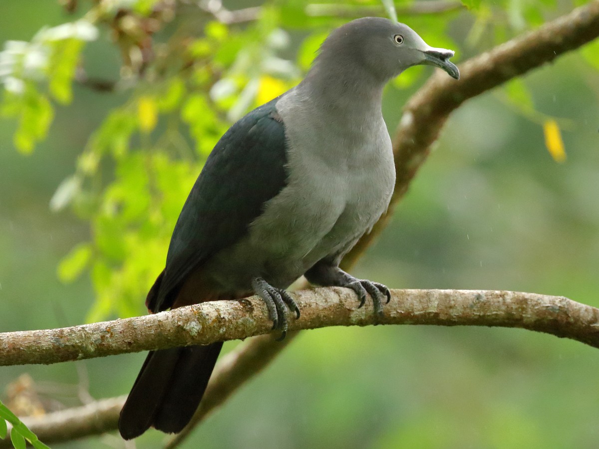 Nuku Hiva Imperial-Pigeon - Ducula galeata - Birds of the World