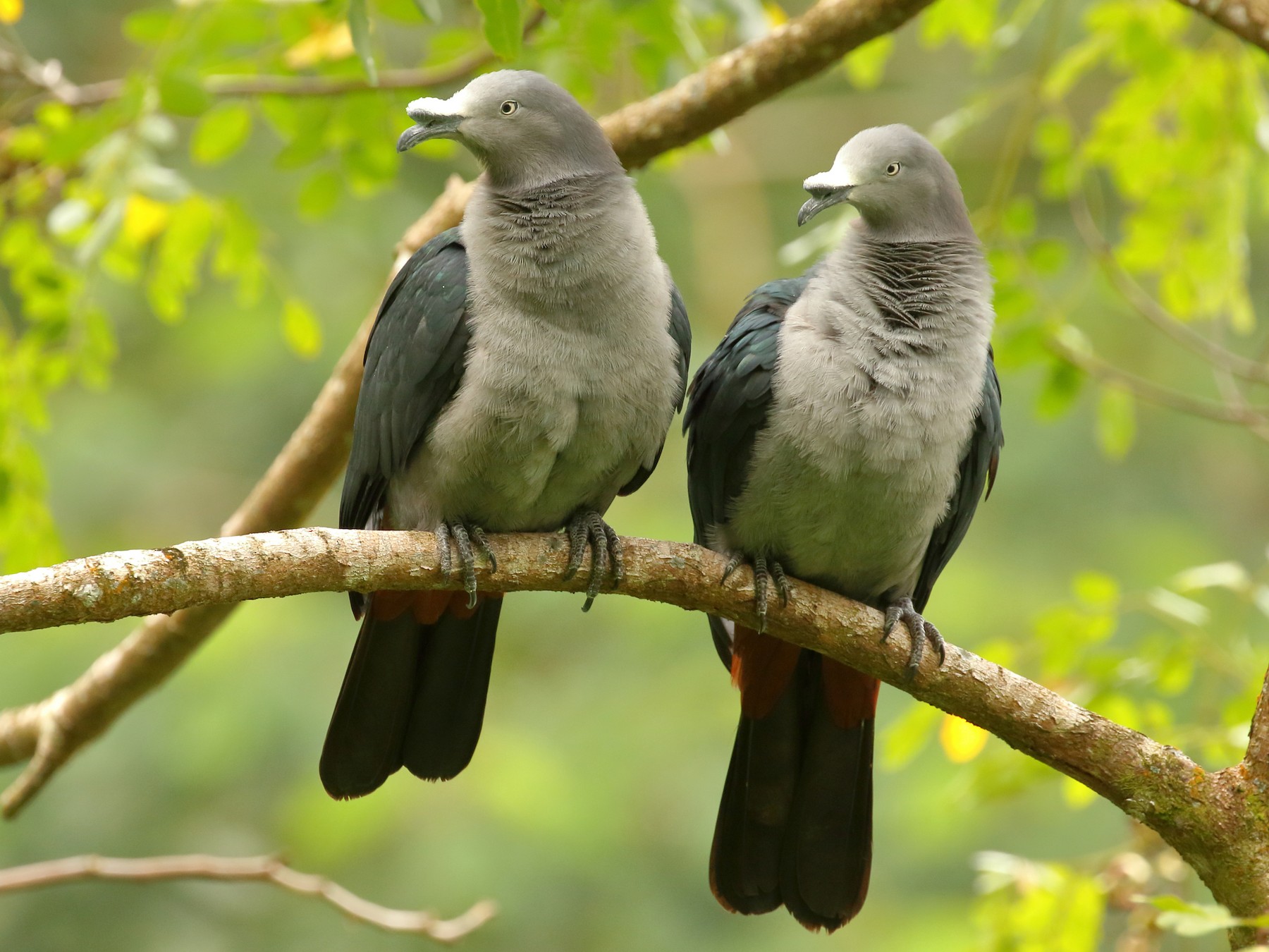 Dúcula de las Marquesas - eBird