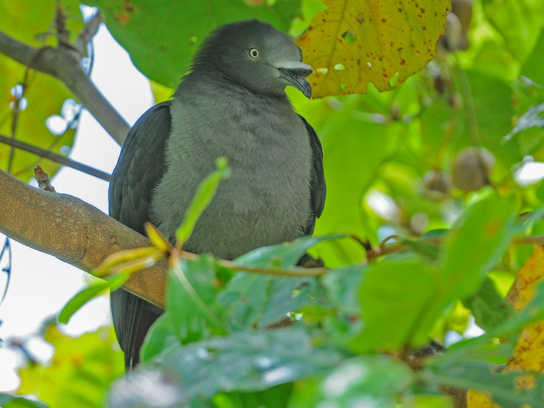 Dúcula de las Marquesas - eBird