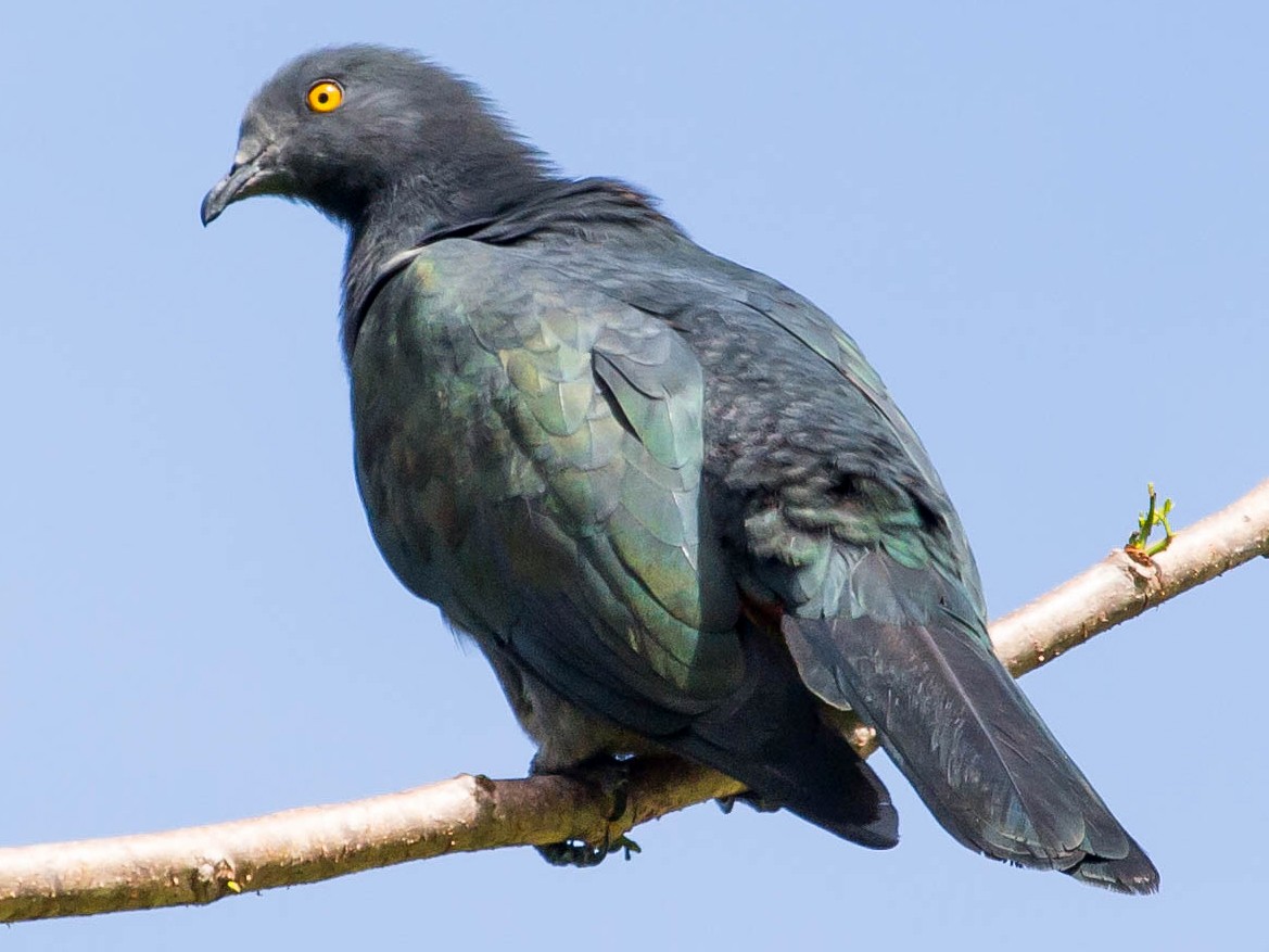 Christmas Island Imperial-Pigeon - eBird