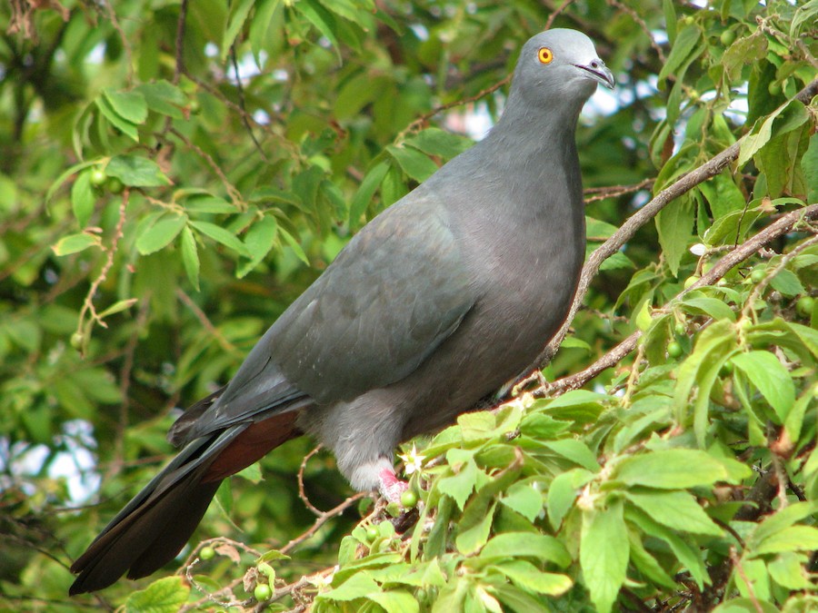 Christmas Island Imperial-Pigeon - eBird