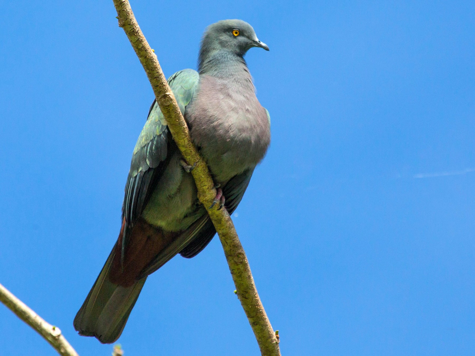 Christmas Island Imperial-Pigeon - eBird