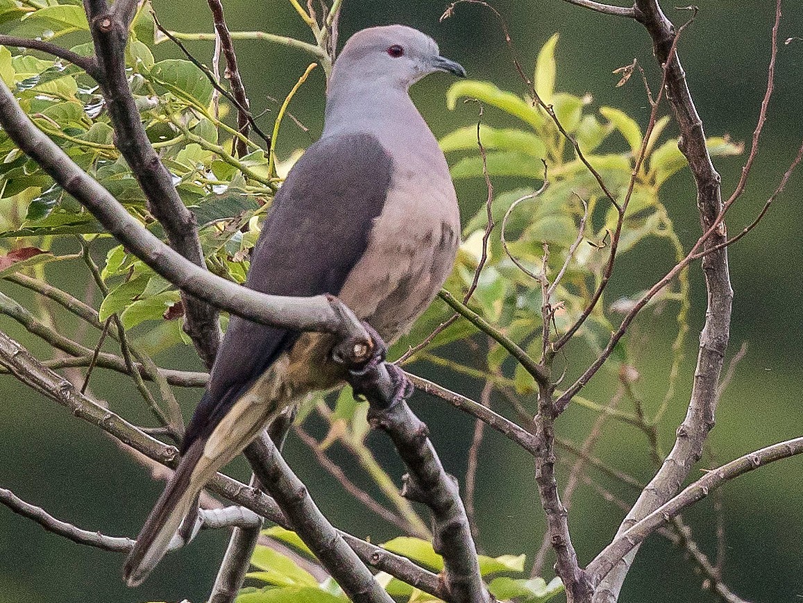 Peale's Imperial-Pigeon - eBird