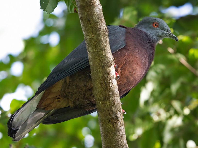 Baker's Imperial-Pigeon - Ducula bakeri - Birds of the World
