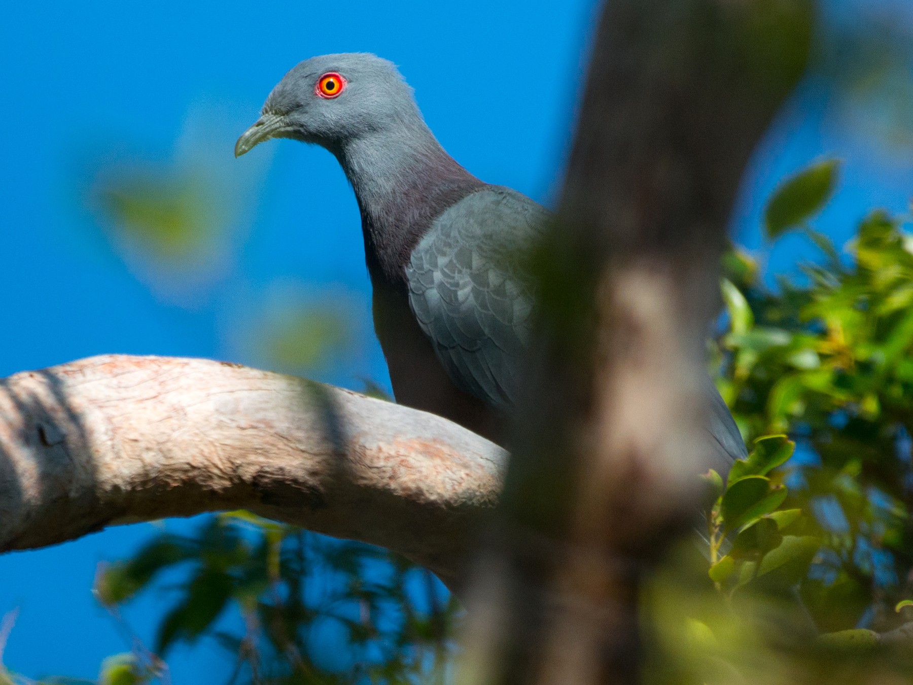 Baker's Imperial-Pigeon - eBird