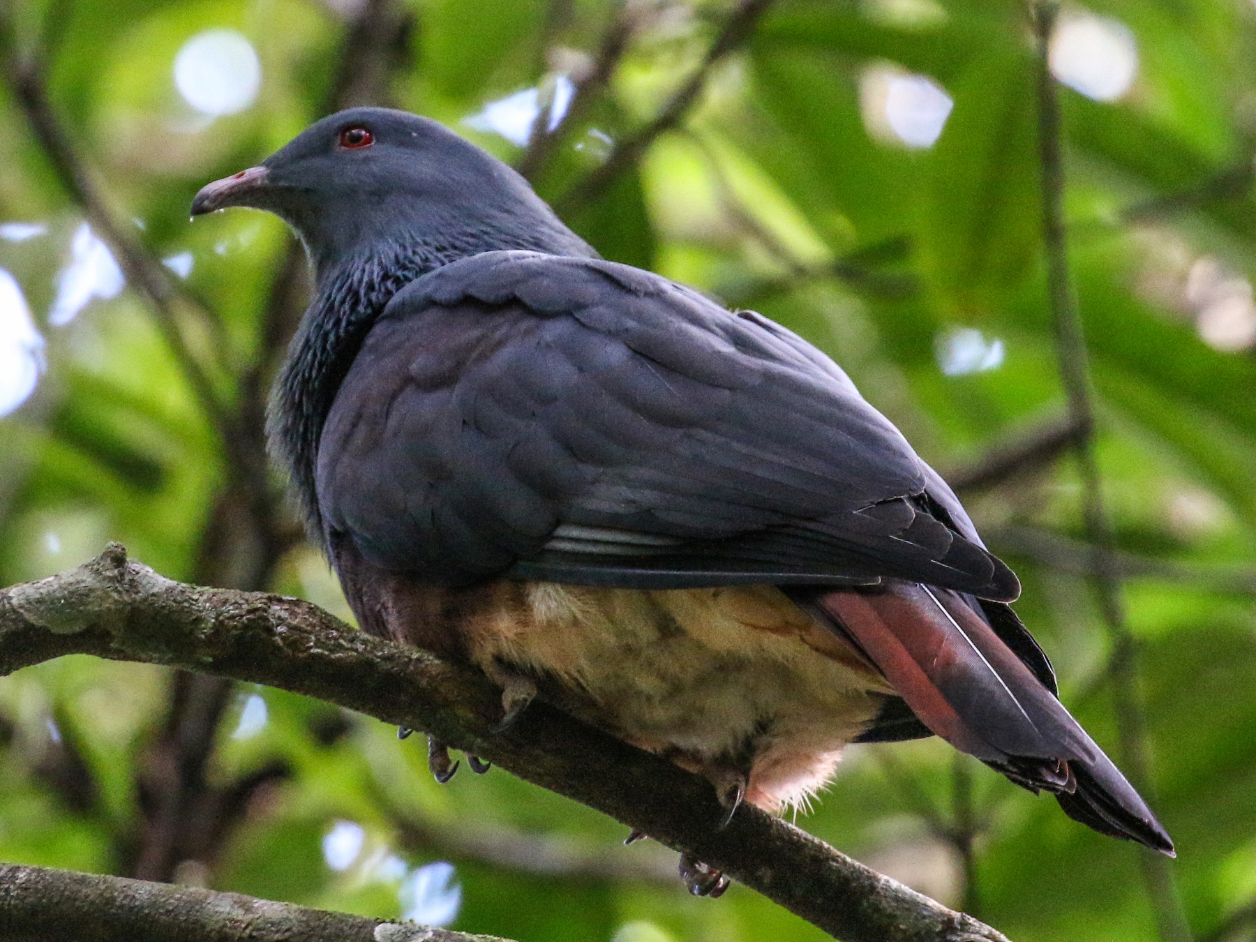 Dúcula Goliat - eBird