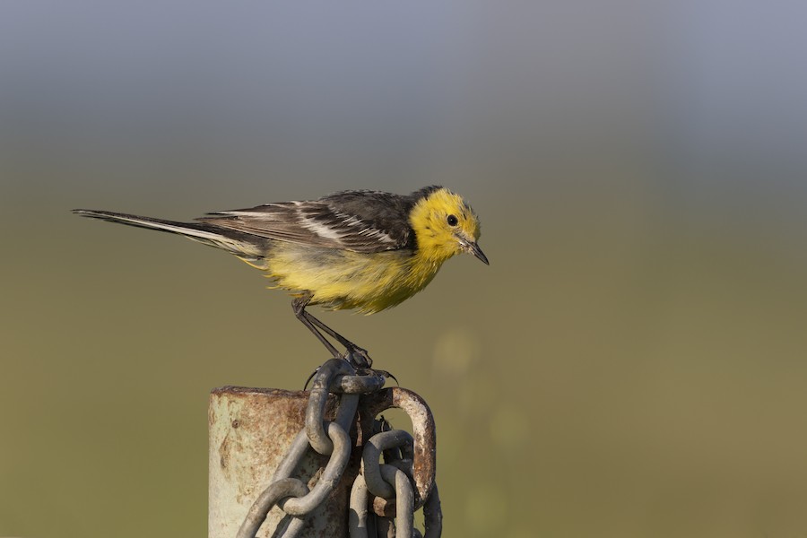 Citrine Wagtail (Grey-backed) - eBird
