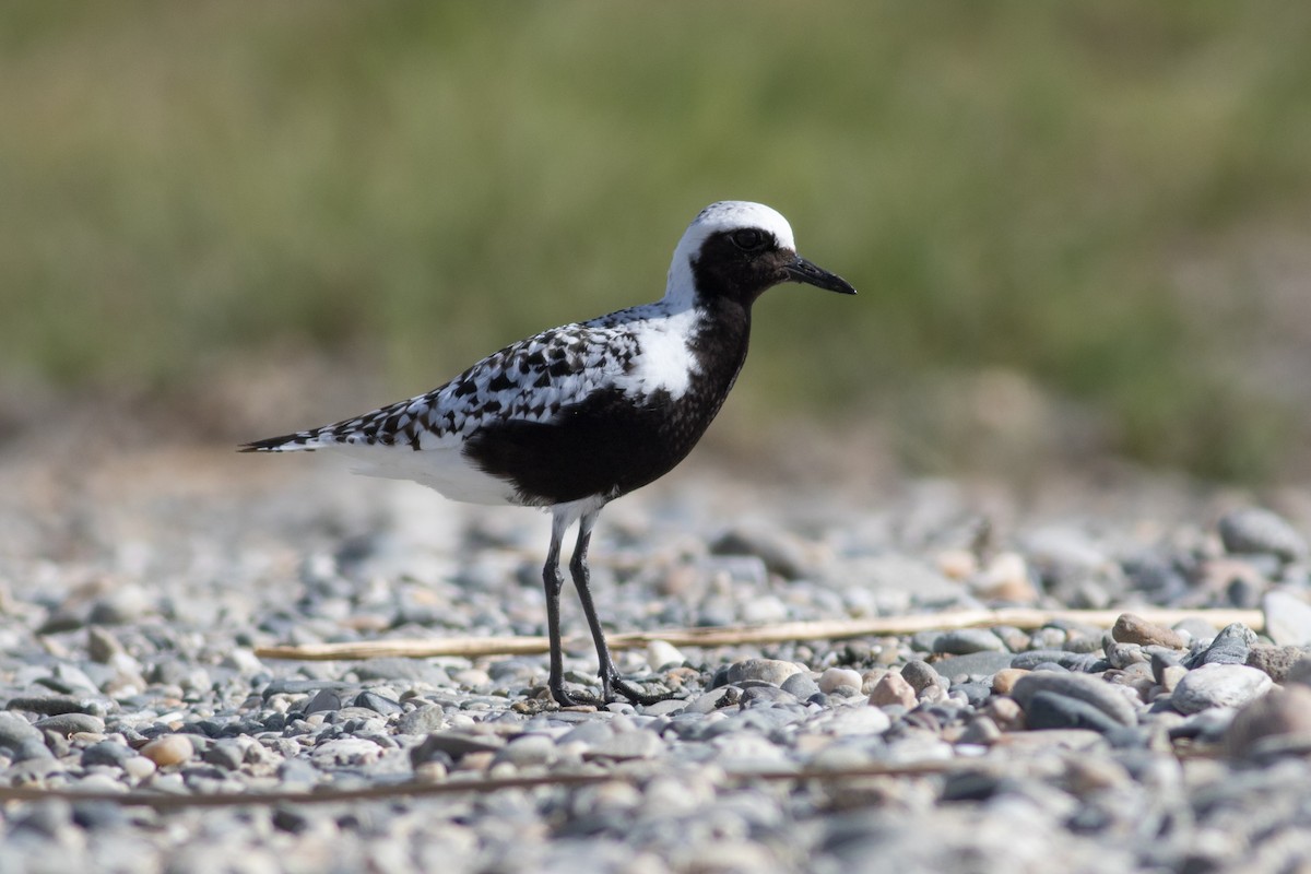 eBird Checklist - 30 May 2021 - Eielson AFB--Mullins Pit (restricted ...