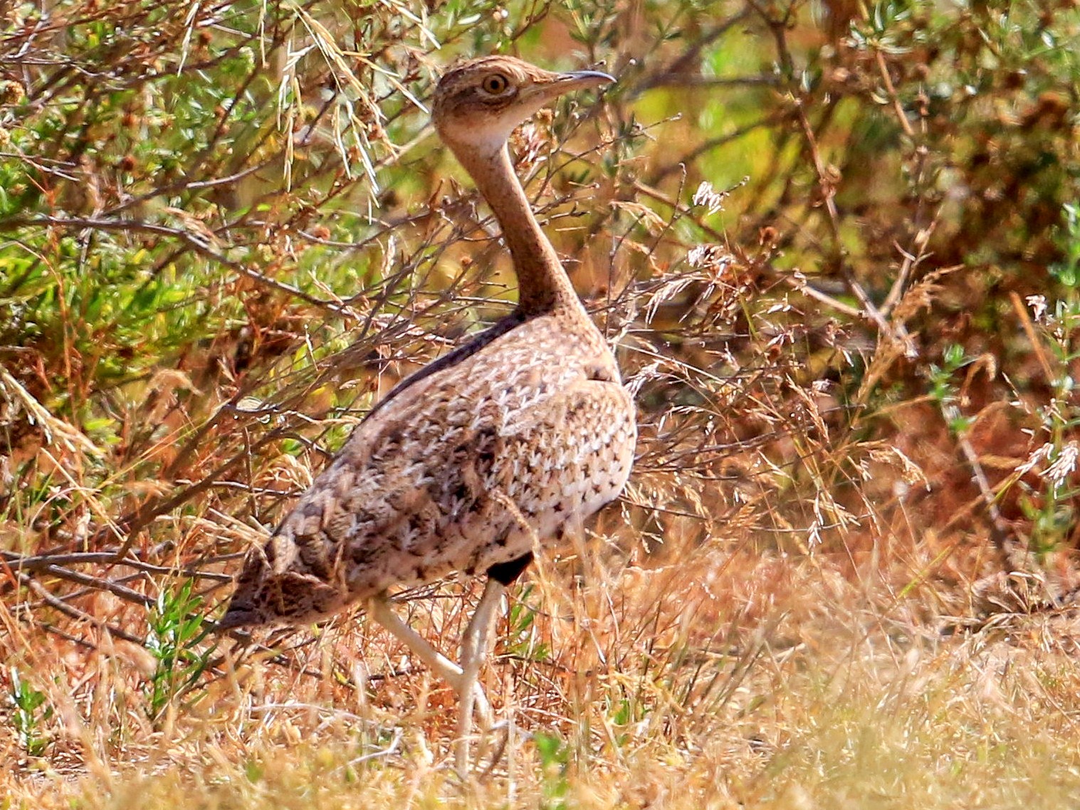 Savile's Bustard - eBird
