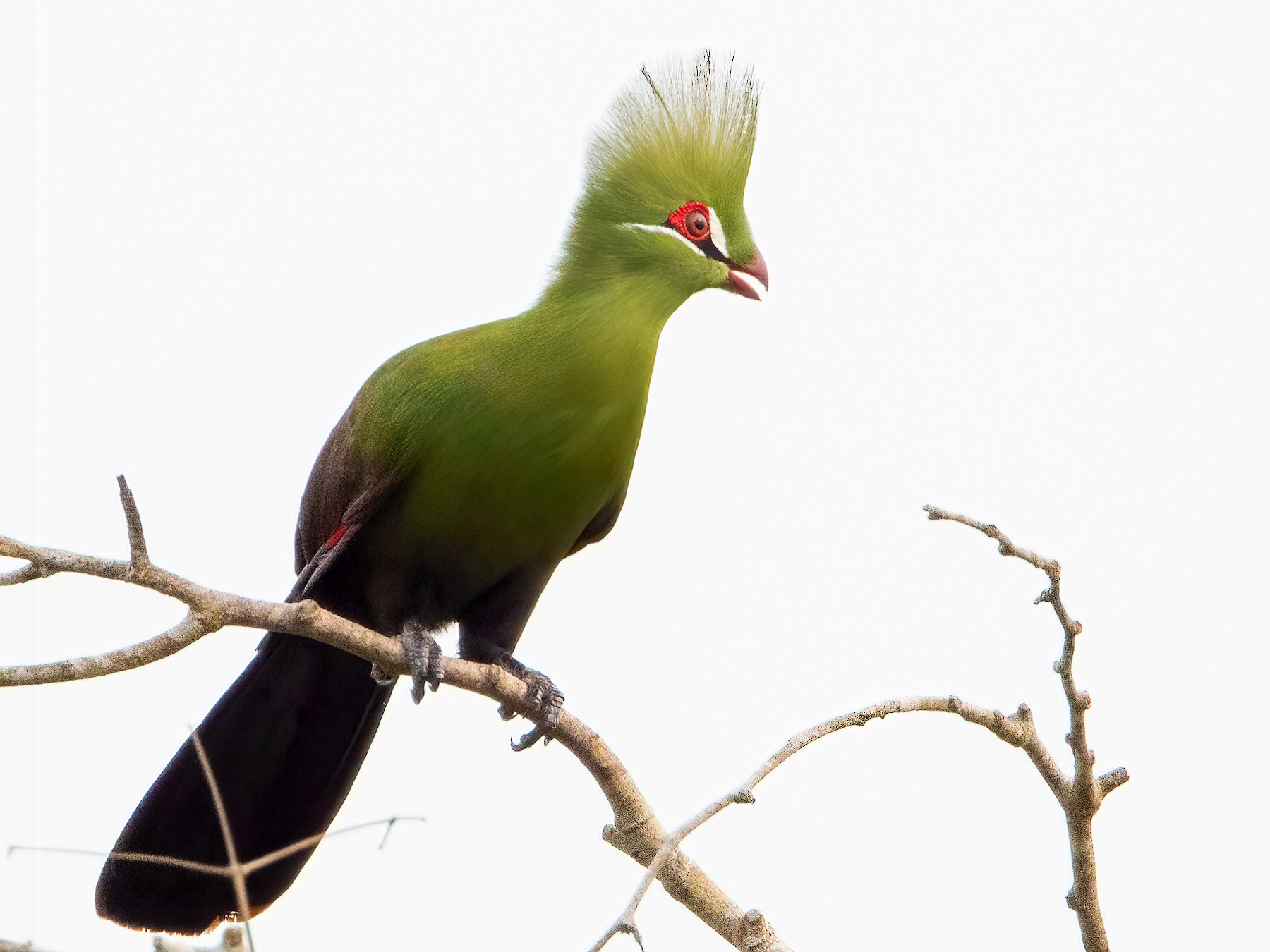 Guinea Turaco - eBird