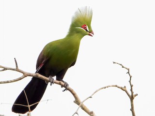 Touraco vert - eBird