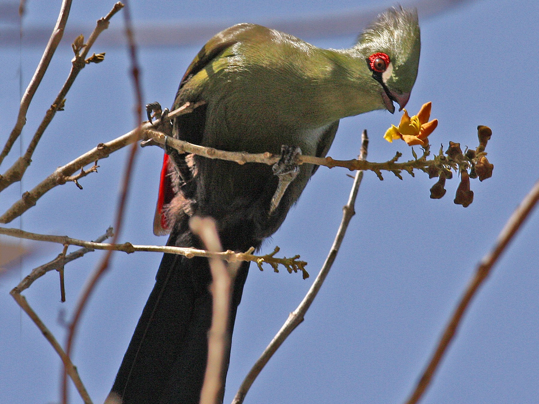 Guinea Turaco - eBird