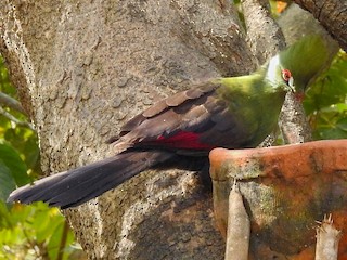 Touraco vert - eBird