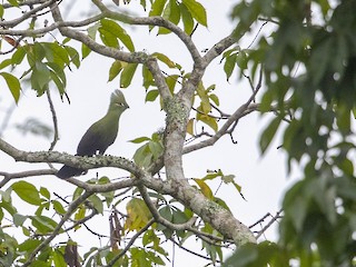 Touraco vert - eBird