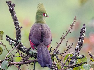 Touraco vert - eBird