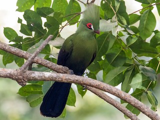 Touraco vert - eBird