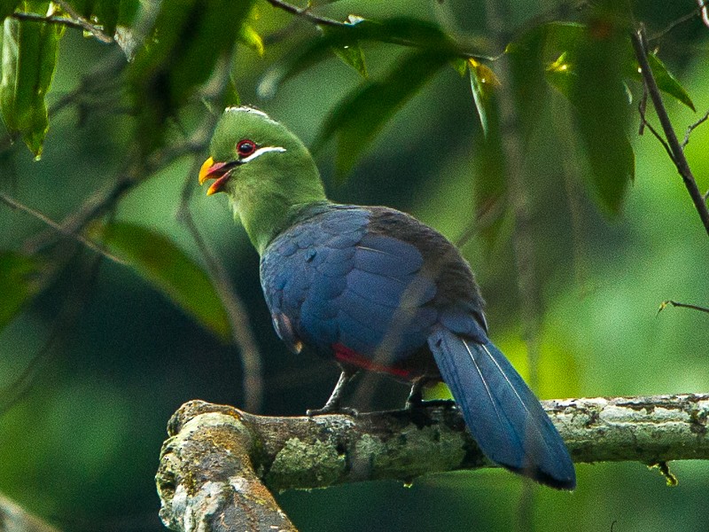 Yellow-billed Turaco - eBird