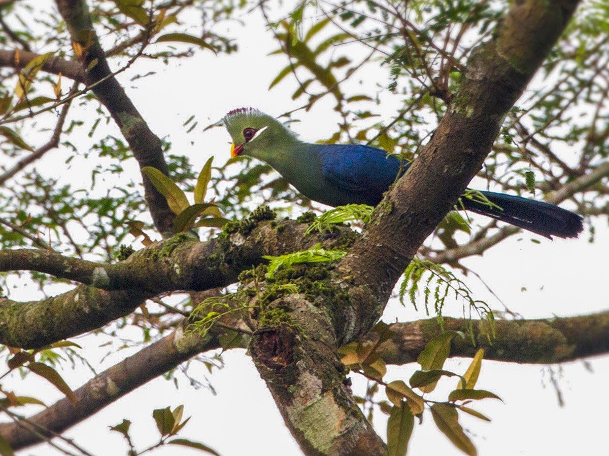 Yellow-billed Turaco - eBird