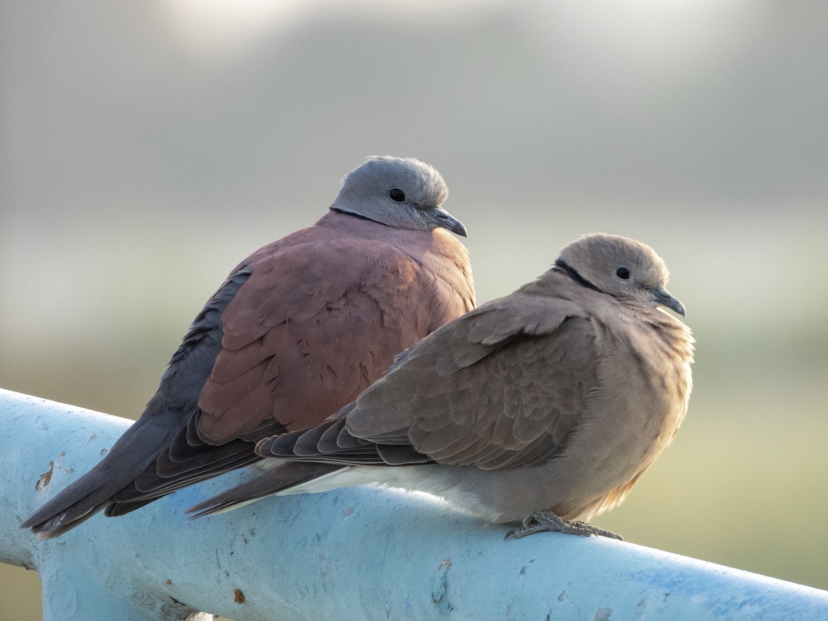 2021 eBird 六月挑戰 - eBird Taiwan