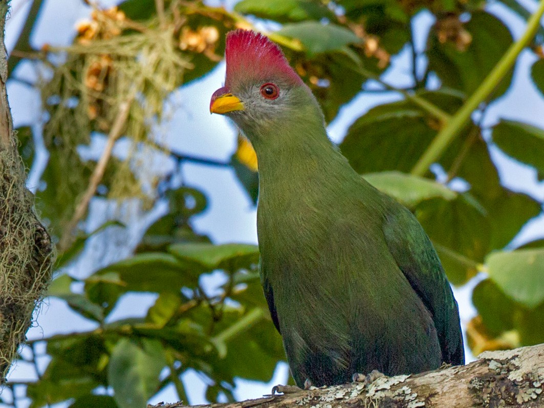 turak kameruński - eBird