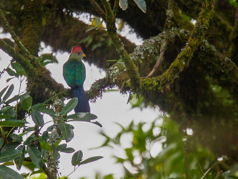 Bannerman's Turaco - eBird