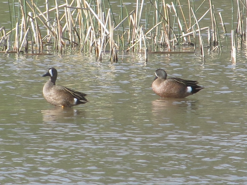 eBird Checklist - 1 Jun 2021 - Rio Blanco SWA--Rio Blanco Lake - 54 ...