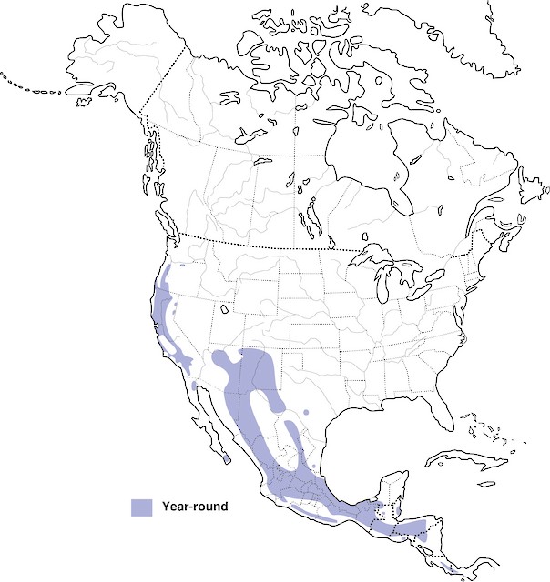 Acorn Woodpecker Range