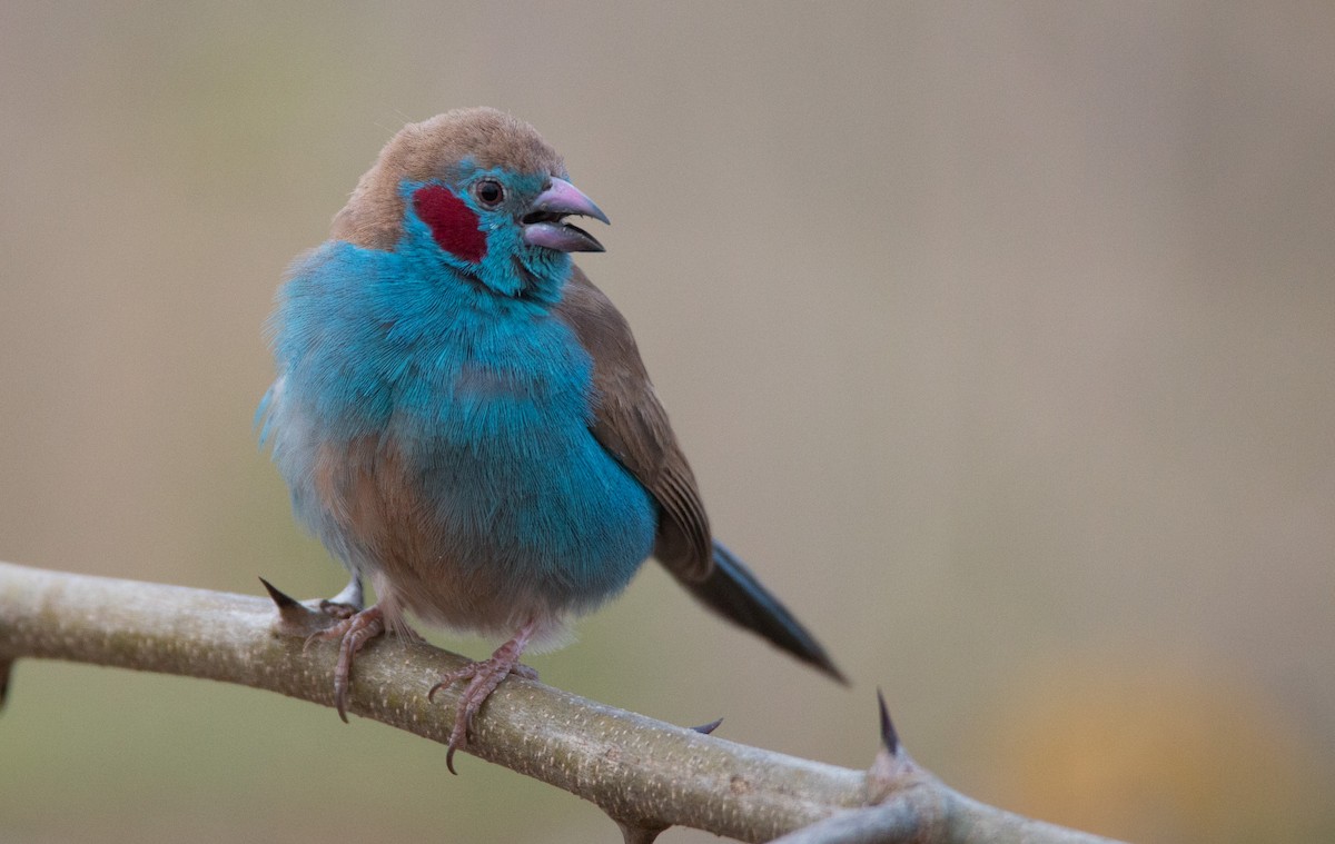 Red-cheeked cordon-bleu or red-cheeked cordonbleu is a small passerine ...