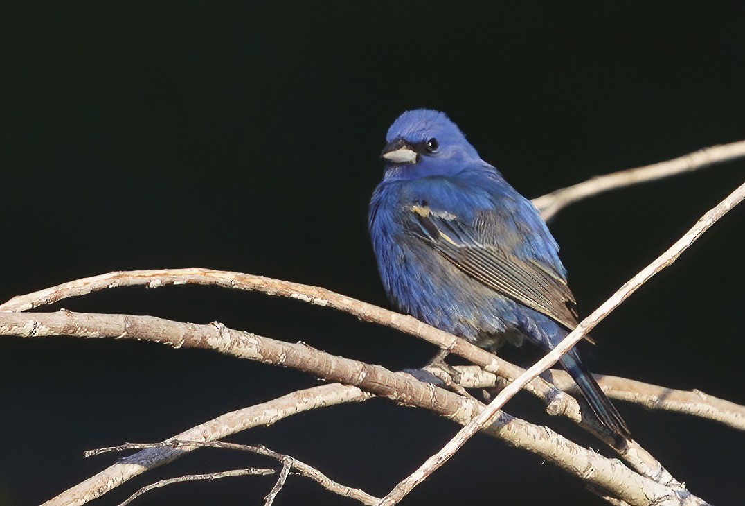 Passerina sp. - eBird