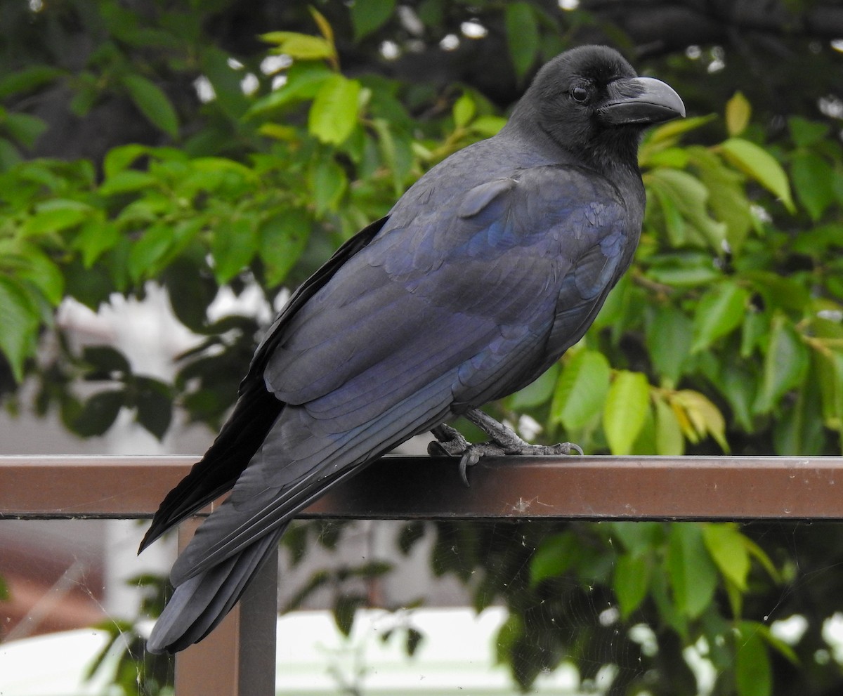 ML344804721 - Large-billed Crow - Macaulay Library