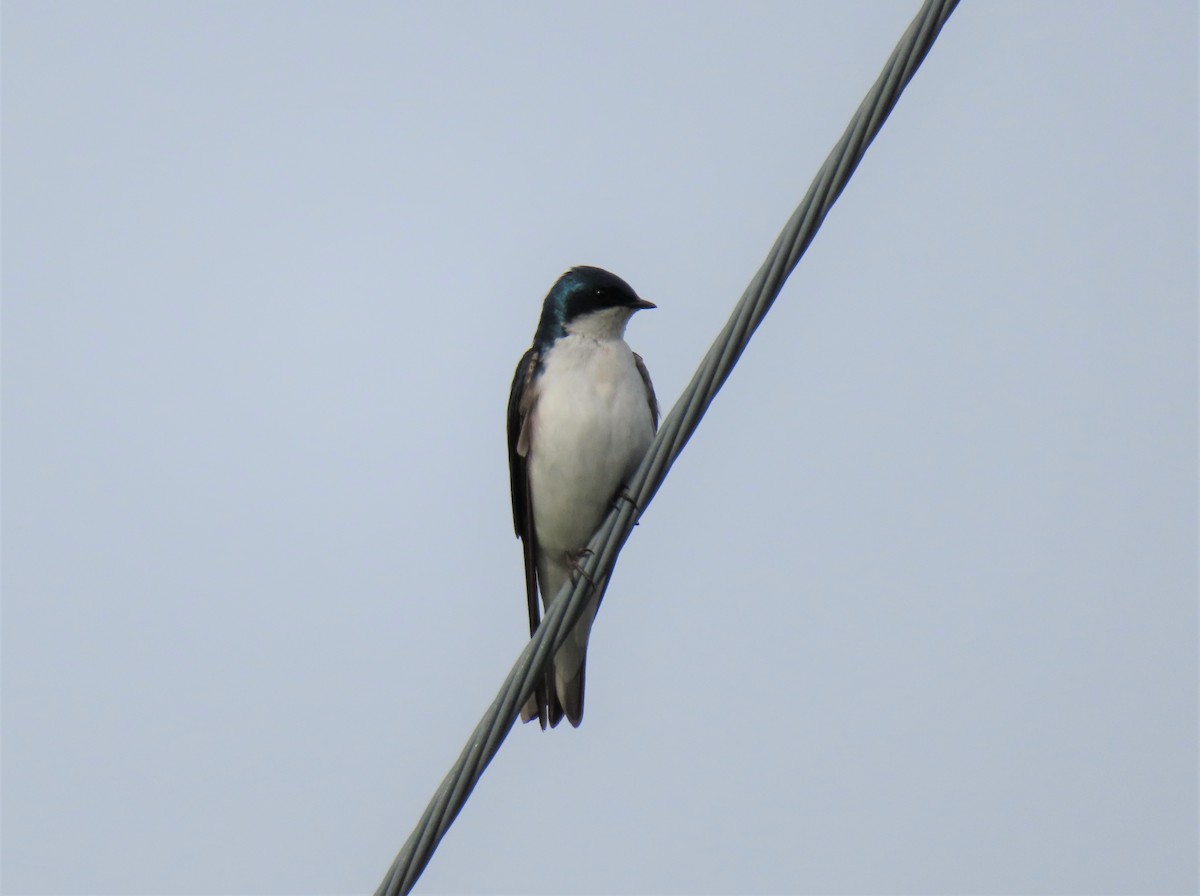 eBird Checklist - 3 Jun 2021 - Rue Turgeon - 25 species