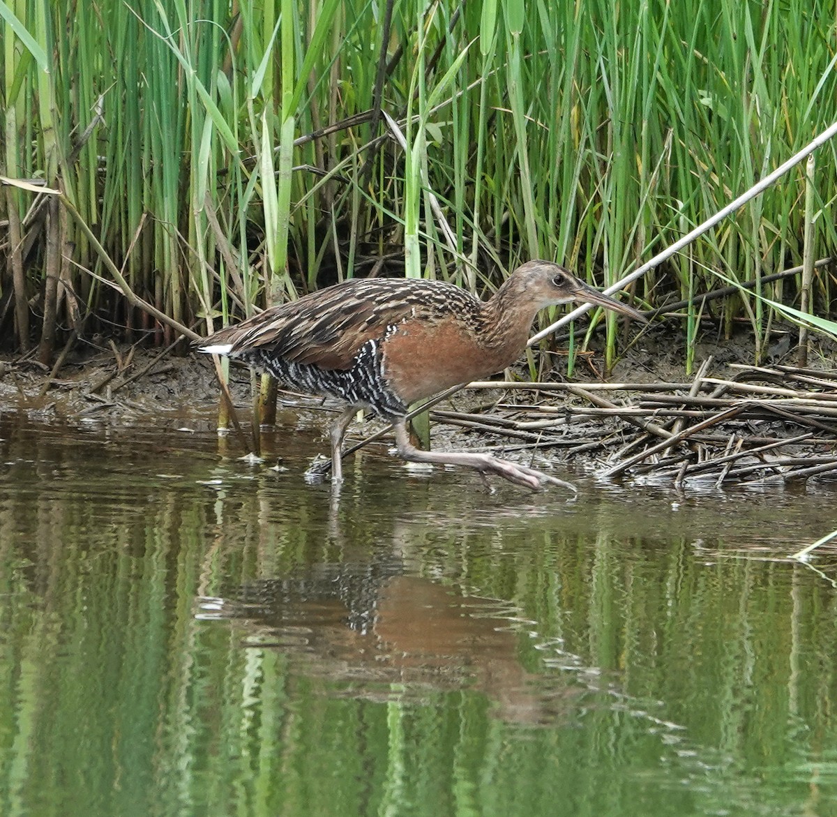 eBird Checklist - 3 Jun 2021 - Prime Hook NWR--Dike Trail (formerly ...