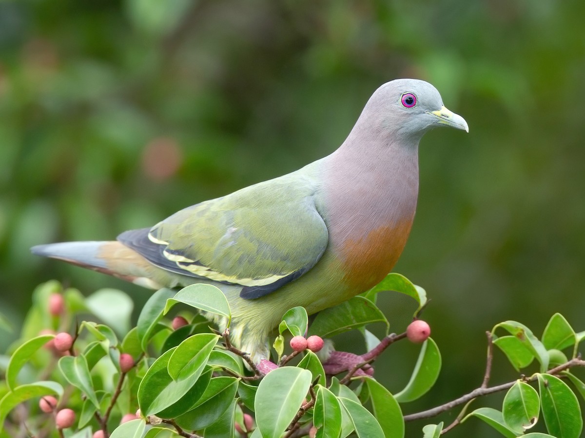 Pink-necked Green-Pigeon - Treron vernans - Birds of the World