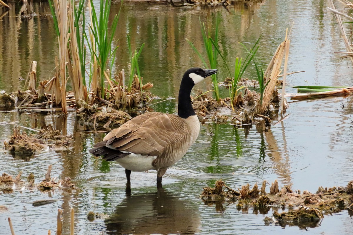 eBird Checklist - 1 Jun 2021 - Parc de la nature Strasbourg - 20 species