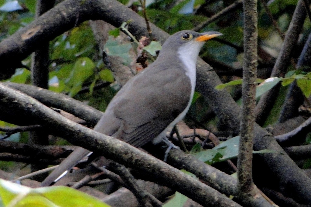 Coccyzus sp. - eBird