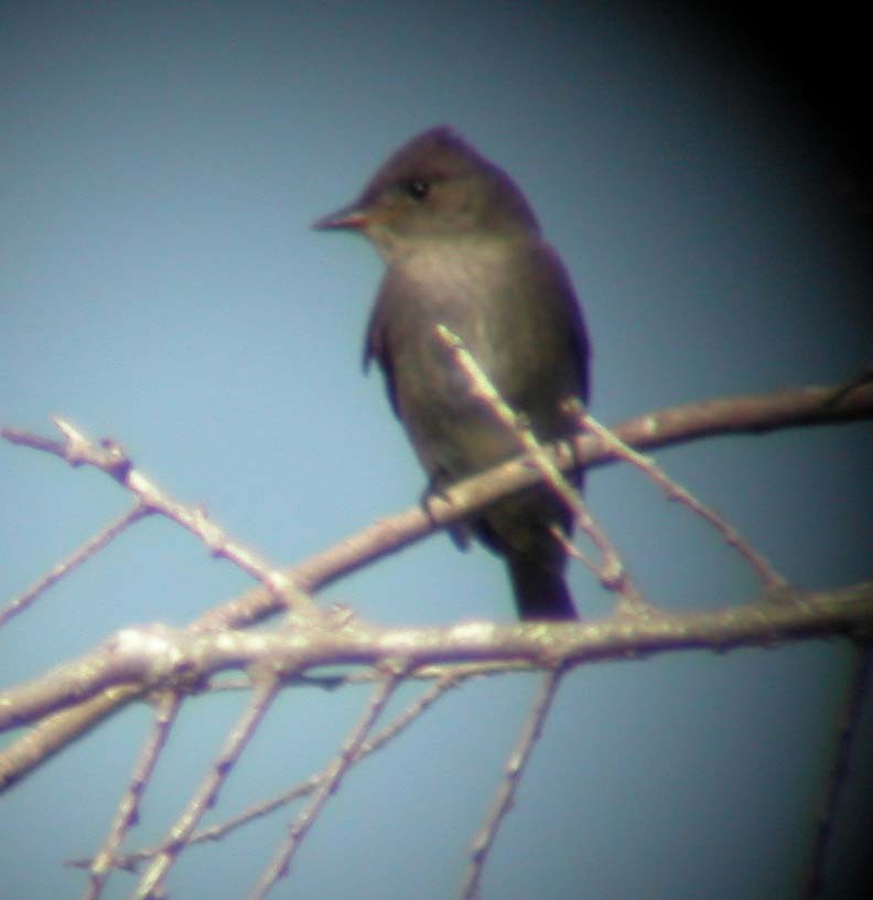 eBird Checklist - 6 Nov 2004 - HWY 82 - 1 species
